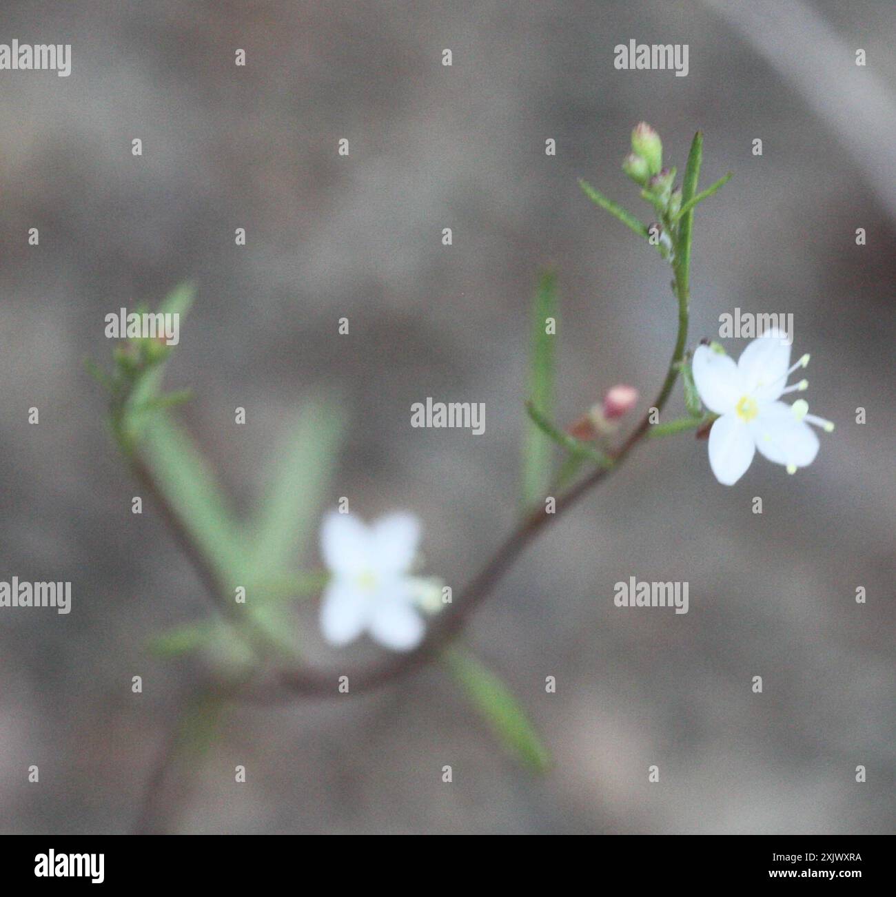 Diffuse Groundsmoke (Gayophytum diffusum) Plantae Stock Photo - Alamy