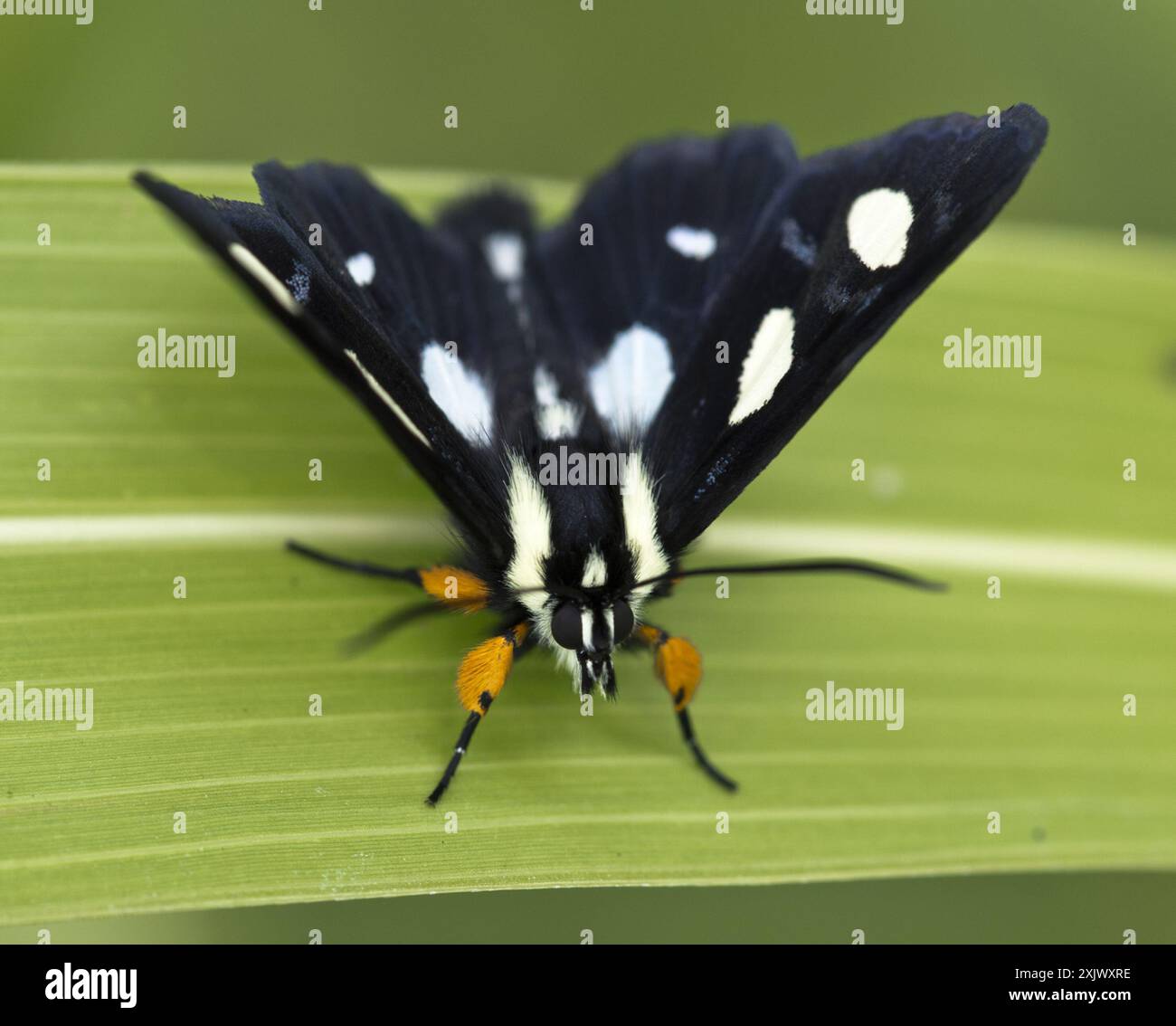 Eight-spotted Forester Moth (Alypia octomaculata) Insecta Stock Photo ...