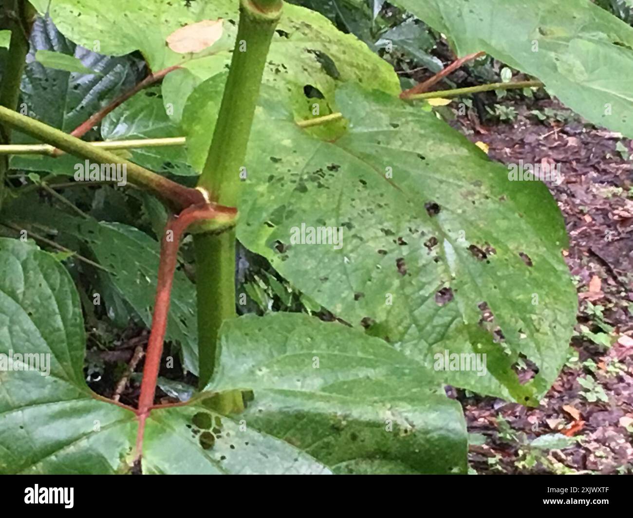 pepper plants (Piper) Plantae Stock Photo - Alamy