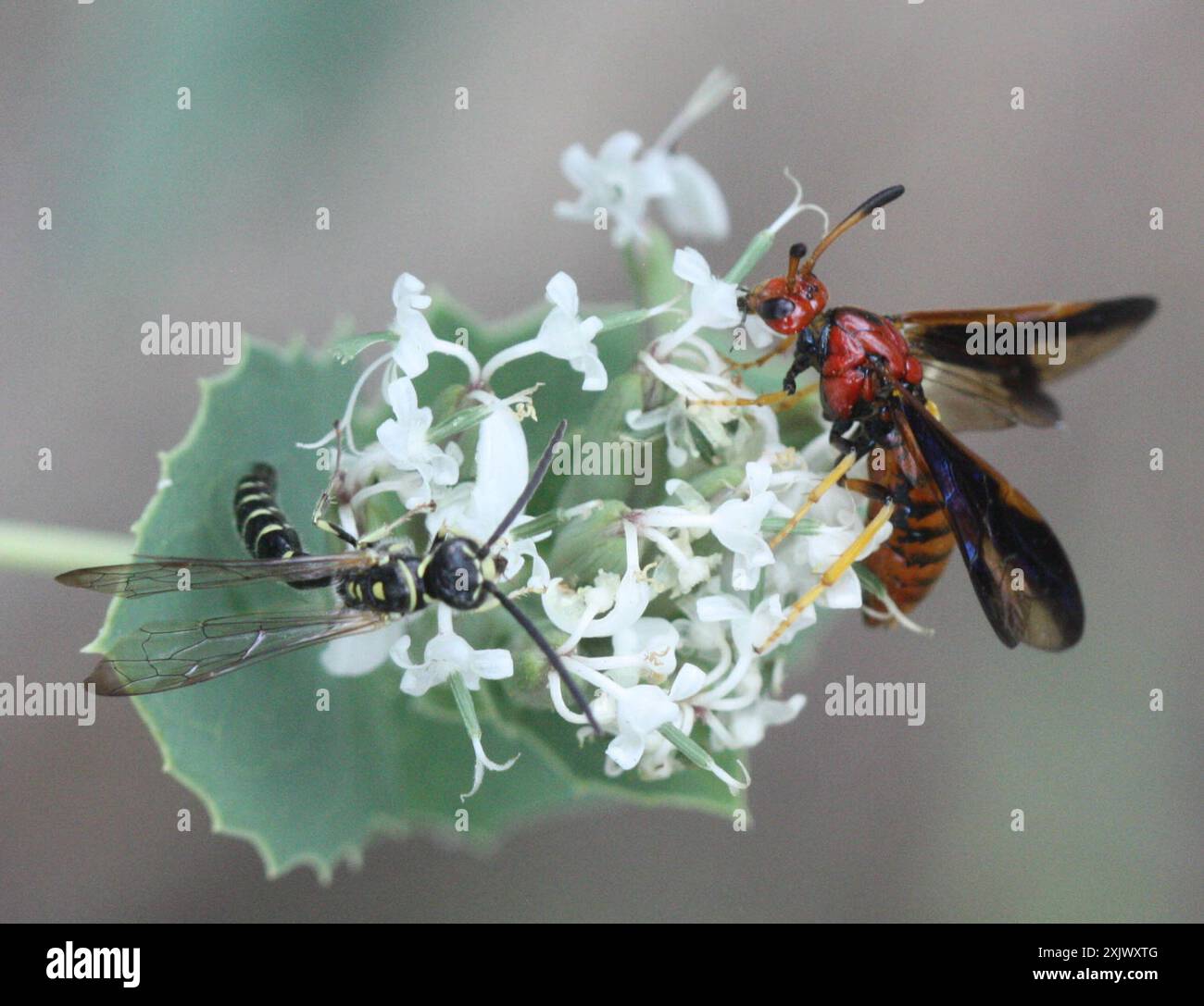 Sawflies, Horntails, and Wood Wasps (Symphyta) Insecta Stock Photo - Alamy