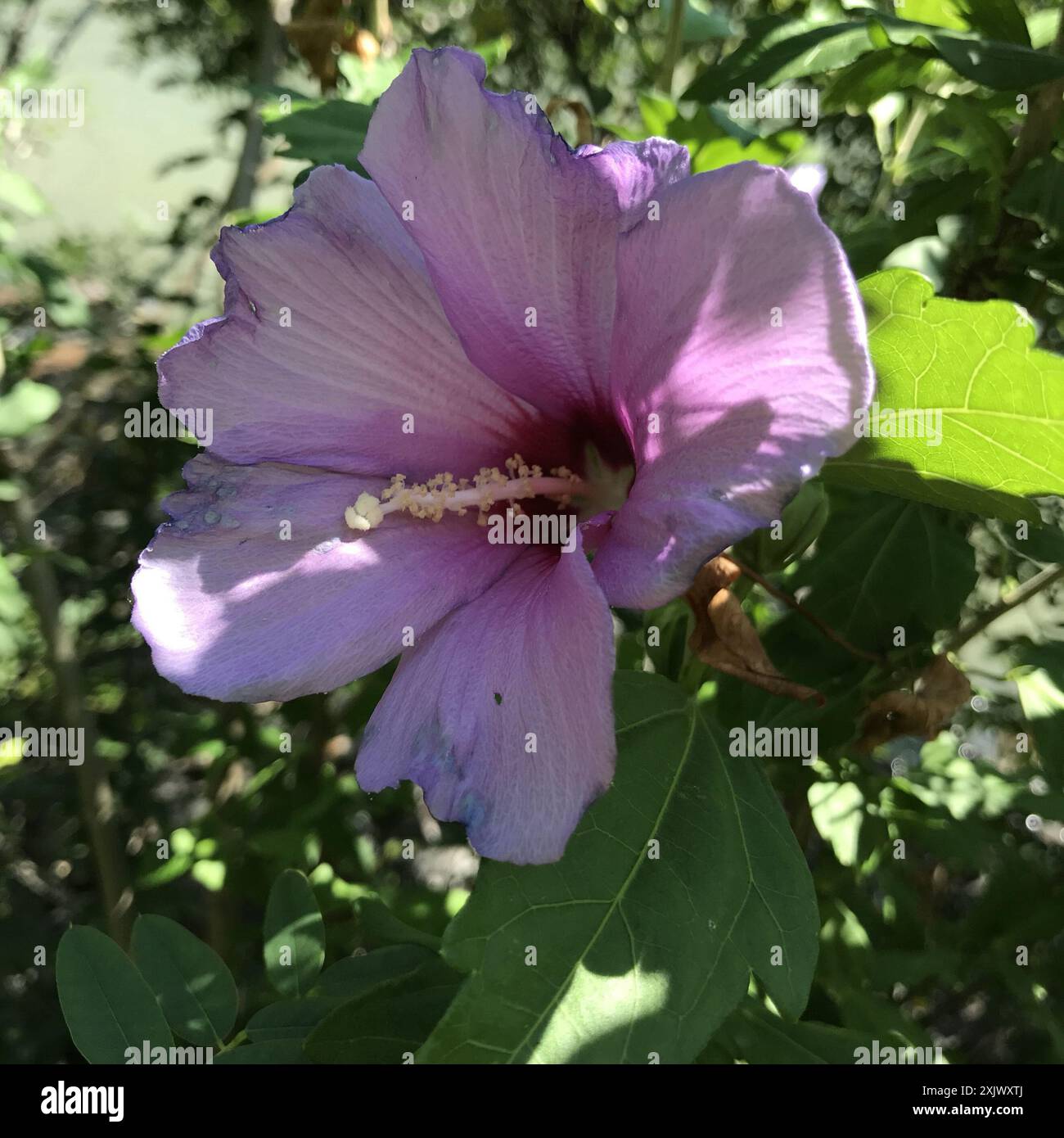 common hibiscus (Hibiscus syriacus) Plantae Stock Photo - Alamy