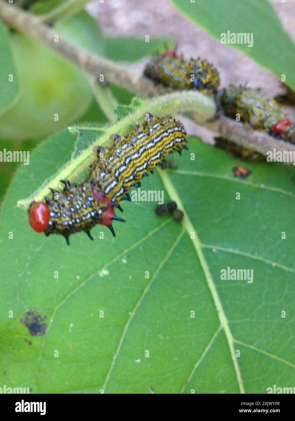 Red-humped Caterpillar Moth (Oedemasia concinna) Insecta Stock Photo ...