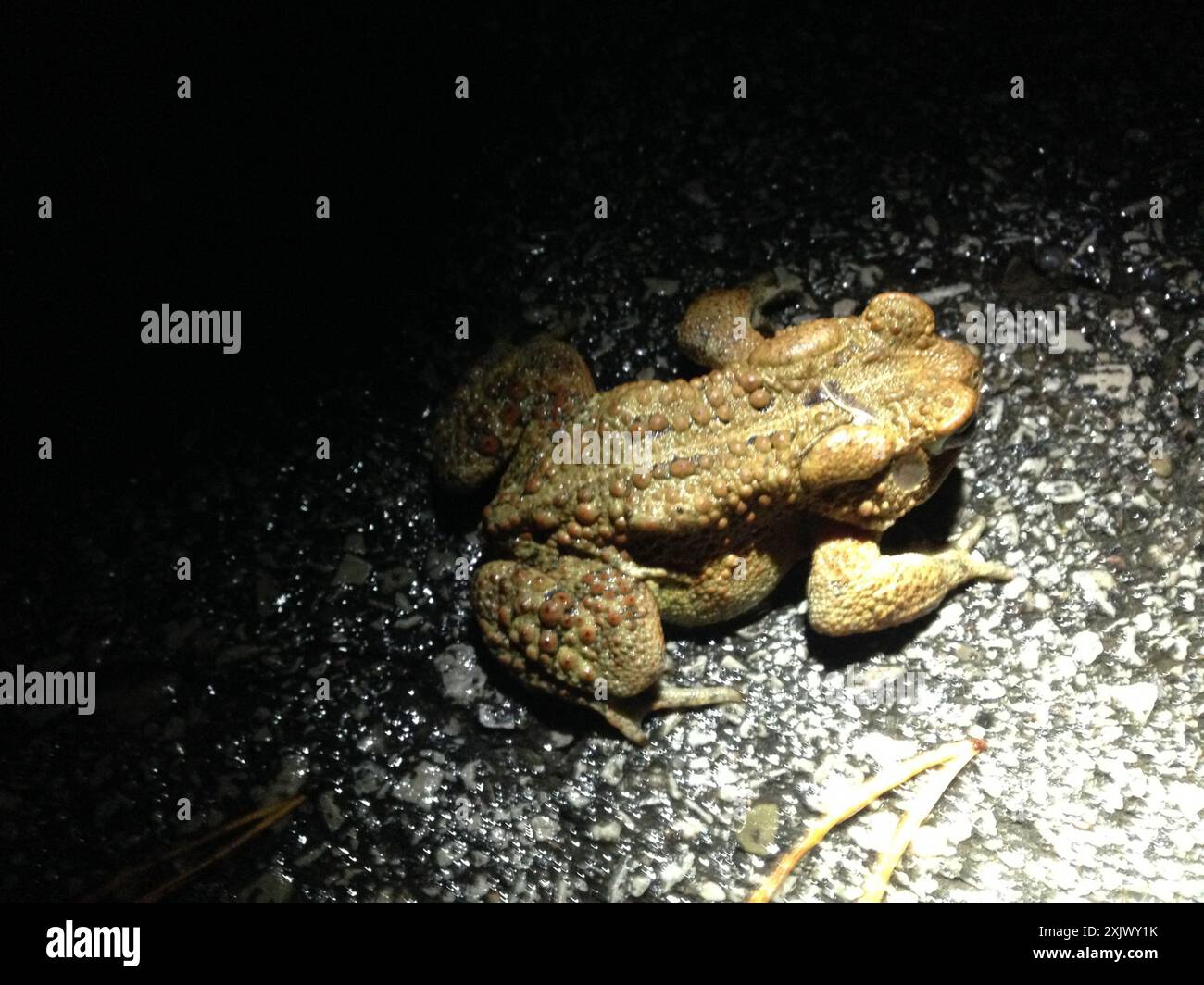 American Toad (Anaxyrus americanus) Amphibia Stock Photo - Alamy