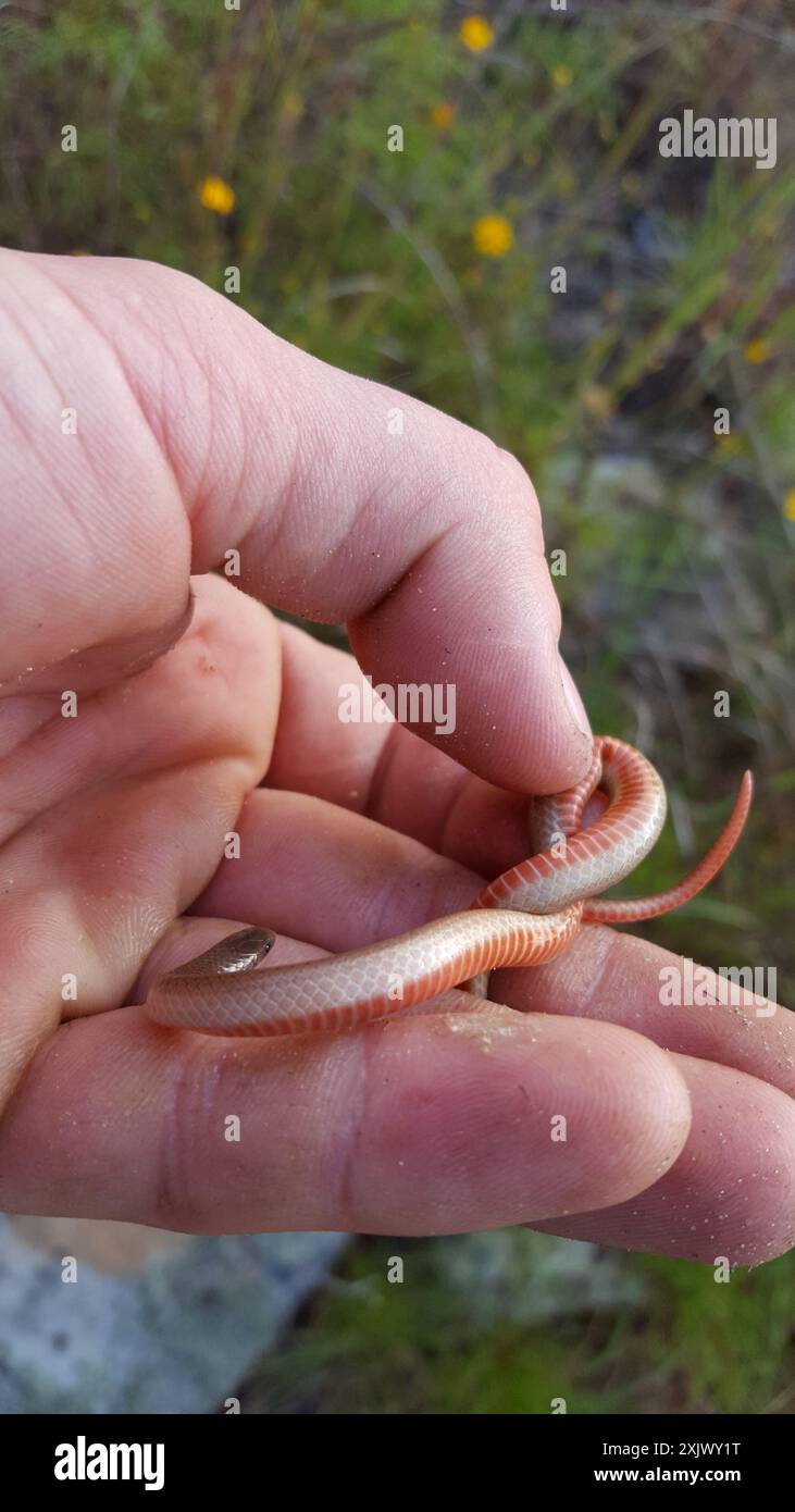 Tantilla snake hi-res stock photography and images - Alamy