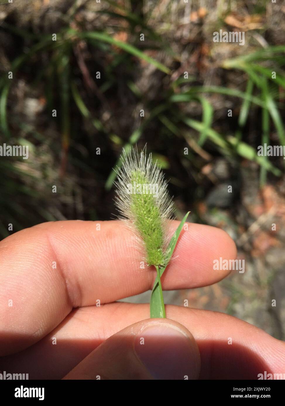 rabbitfoot grass (Polypogon monspeliensis) Plantae Stock Photo - Alamy
