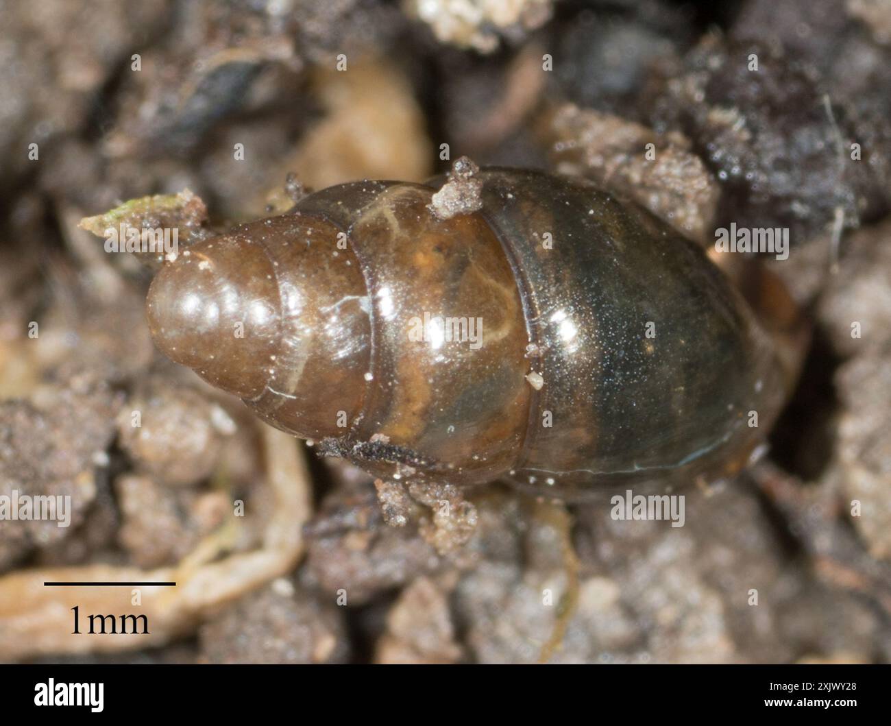 Cochlicopa lubrica hi-res stock photography and images - Alamy
