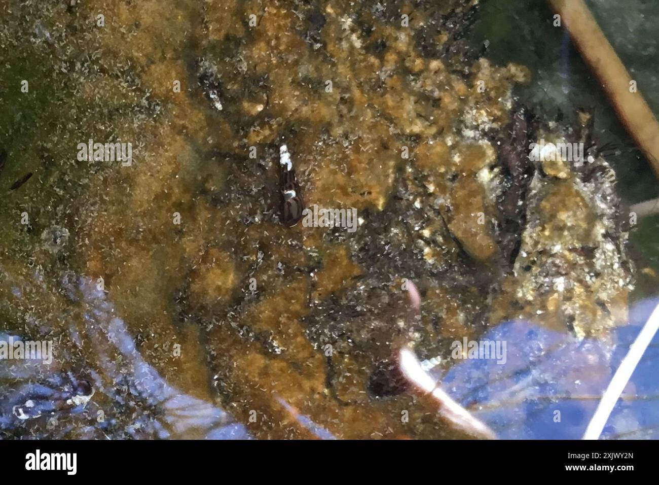 Red-rimmed Melania (Melanoides tuberculata) Mollusca Stock Photo - Alamy