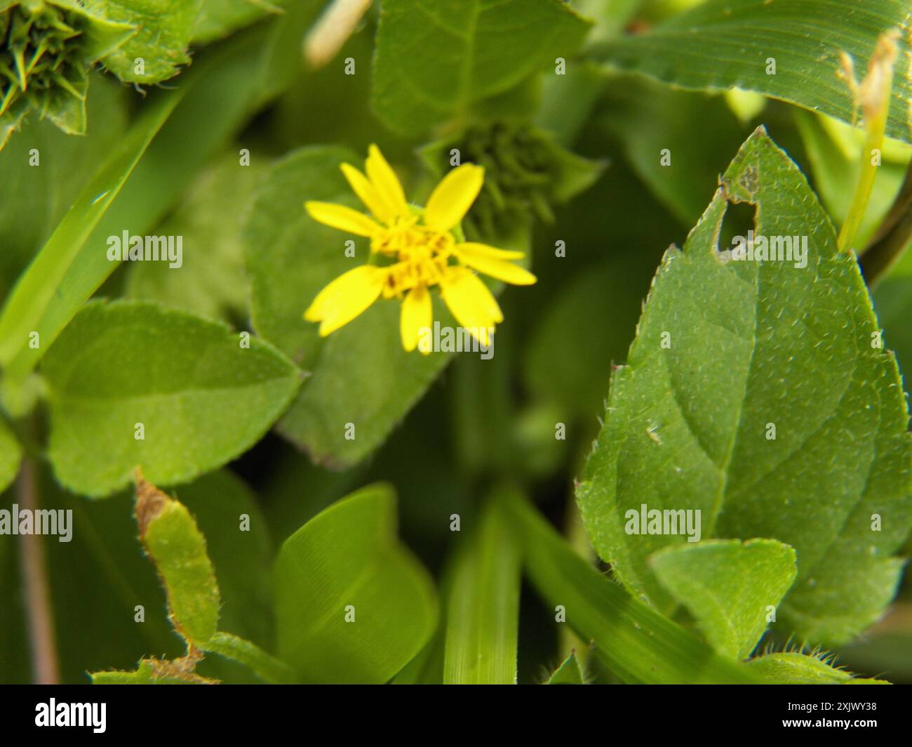 straggler daisy (Calyptocarpus vialis) Plantae Stock Photo - Alamy