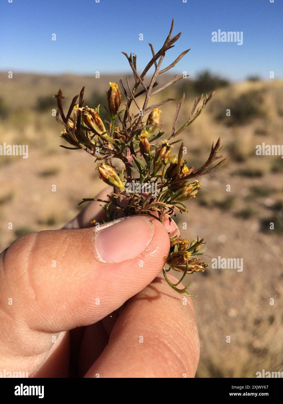 Fetid marigold (Dyssodia papposa) Plantae Stock Photo - Alamy
