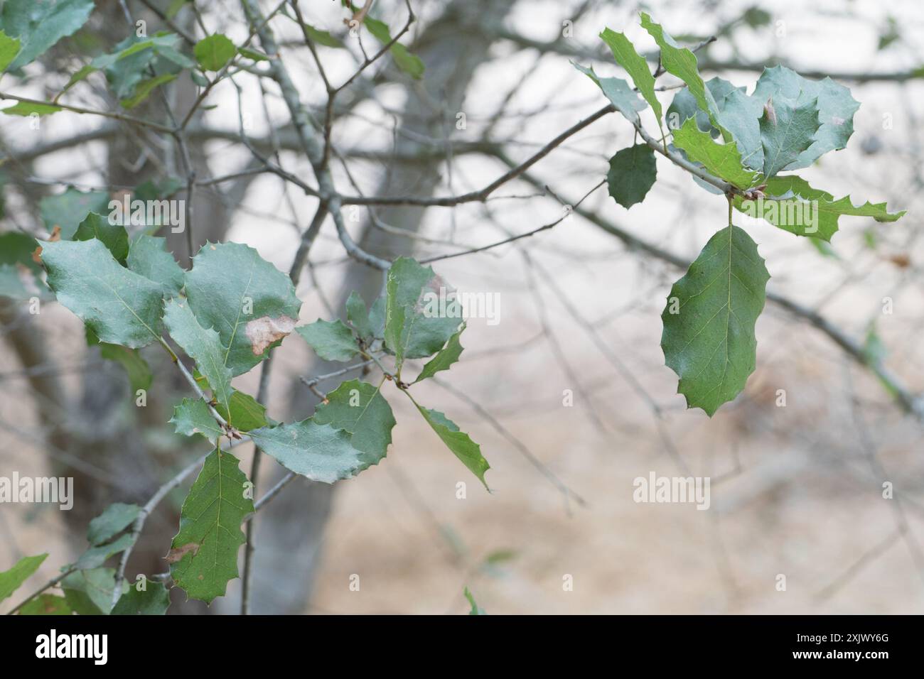 oaks (Quercus) Plantae Stock Photo - Alamy