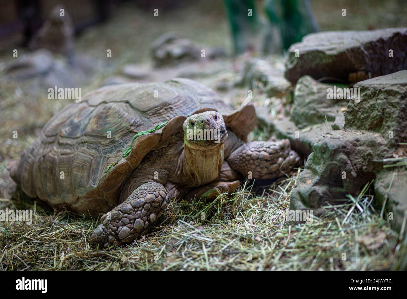 Neck rests hi-res stock photography and images - Alamy