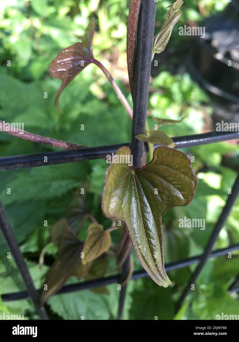 Chinese yam (Dioscorea polystachya) Plantae Stock Photo - Alamy