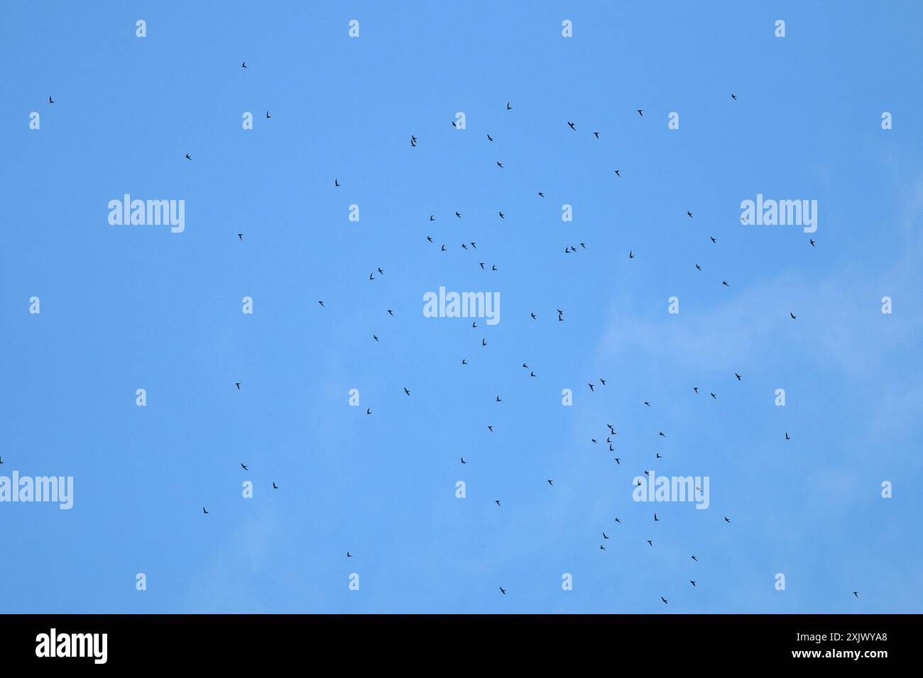 White-collared Swift (Streptoprocne zonaris) Aves Stock Photo - Alamy