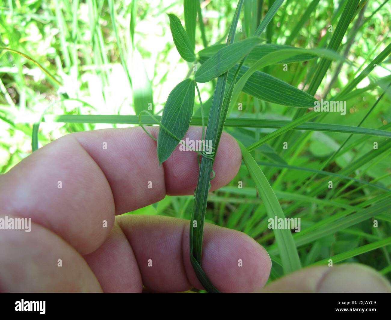 marsh pea (Lathyrus palustris) Plantae Stock Photo - Alamy