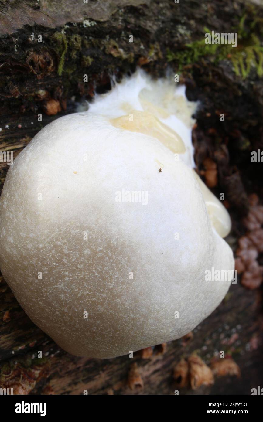 False Puffball (Reticularia lycoperdon) Protozoa Stock Photo - Alamy