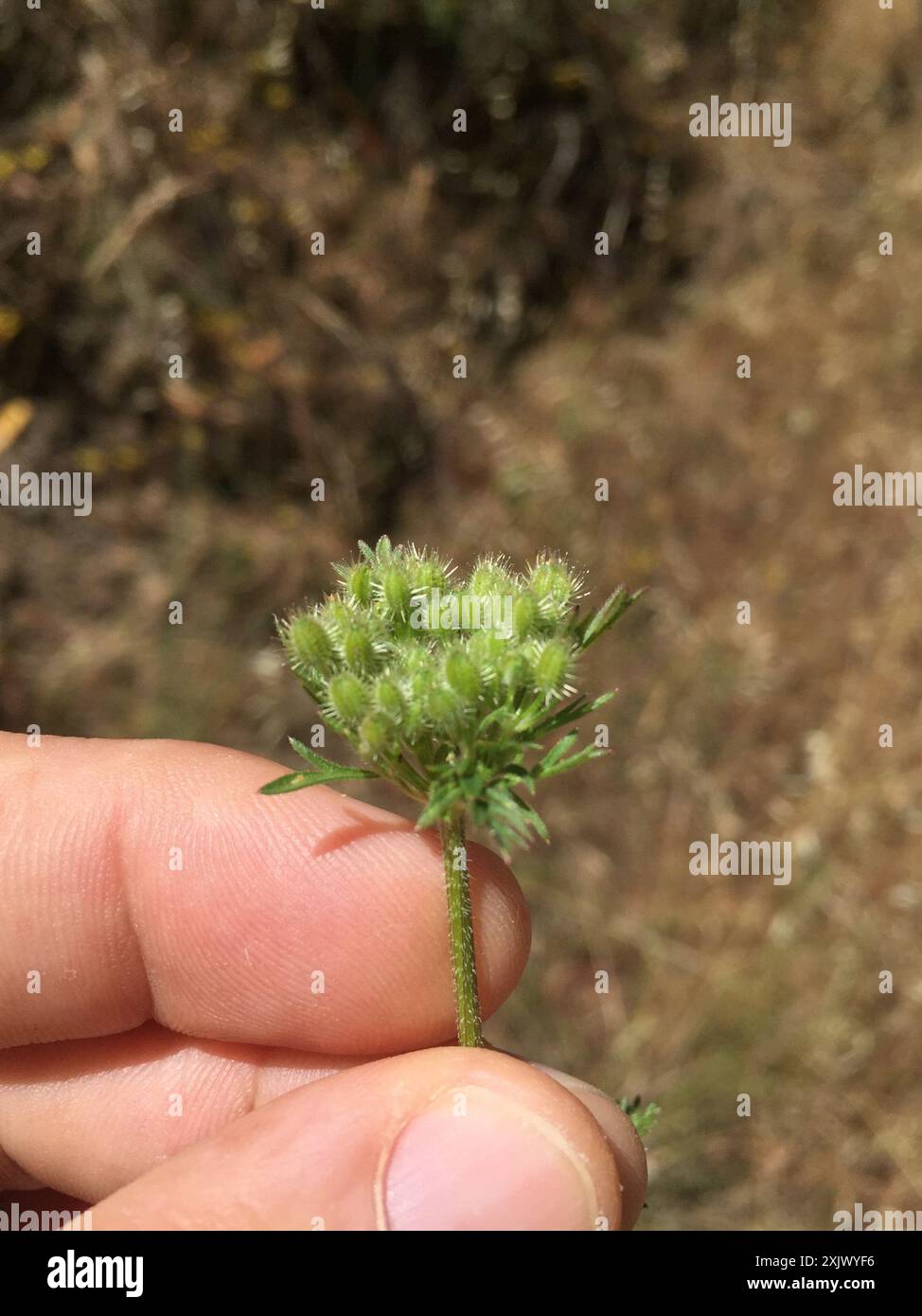 American wild carrot (Daucus pusillus) Plantae Stock Photo - Alamy