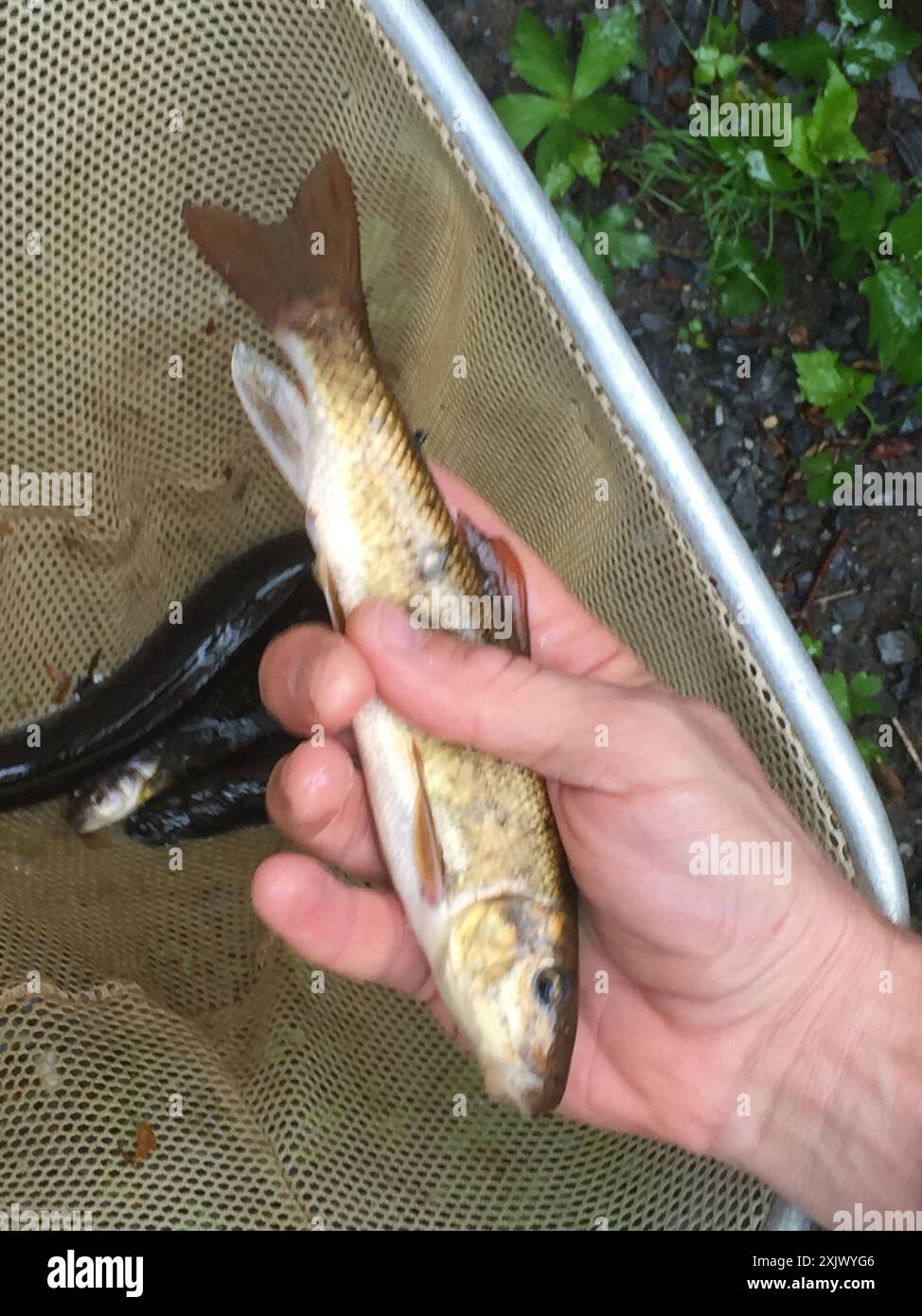 White Sucker (Catostomus commersonii) Actinopterygii Stock Photo - Alamy