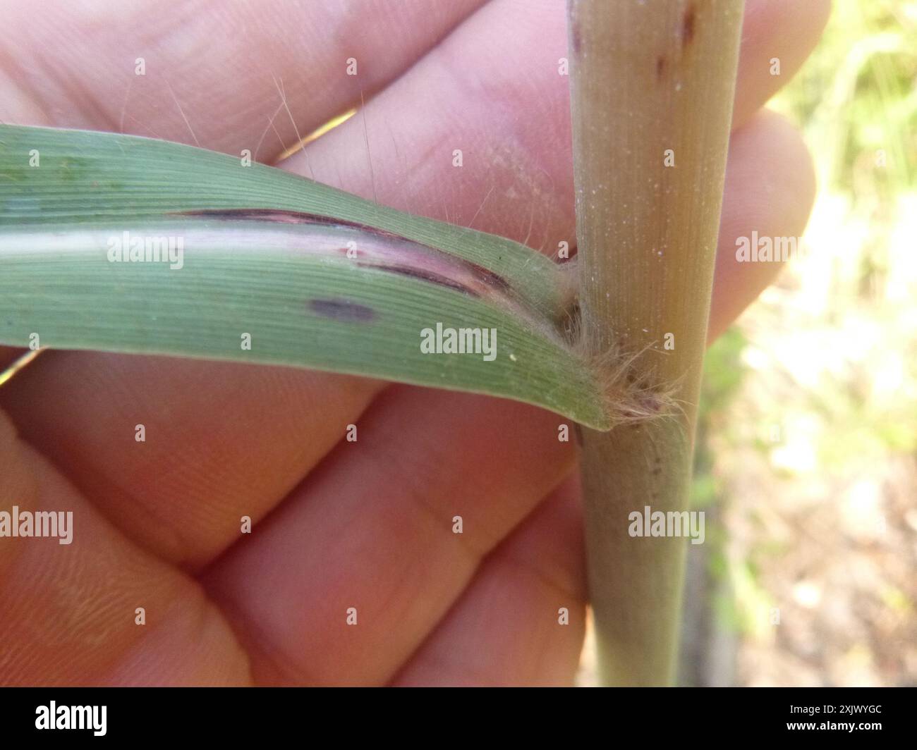 woolly beardgrass (Erianthus alopecuroides) Plantae Stock Photo - Alamy