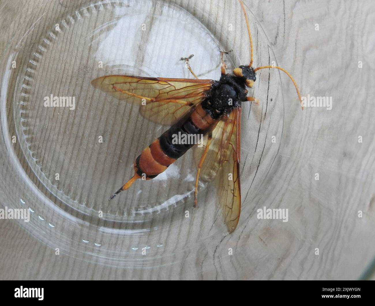 Giant Woodwasp (Urocerus gigas) Insecta Stock Photo - Alamy