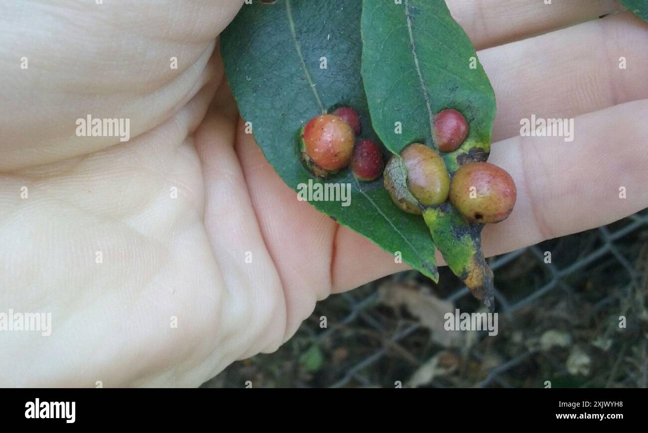 Willow Apple Gall Sawfly (Euura californica) Insecta Stock Photo - Alamy