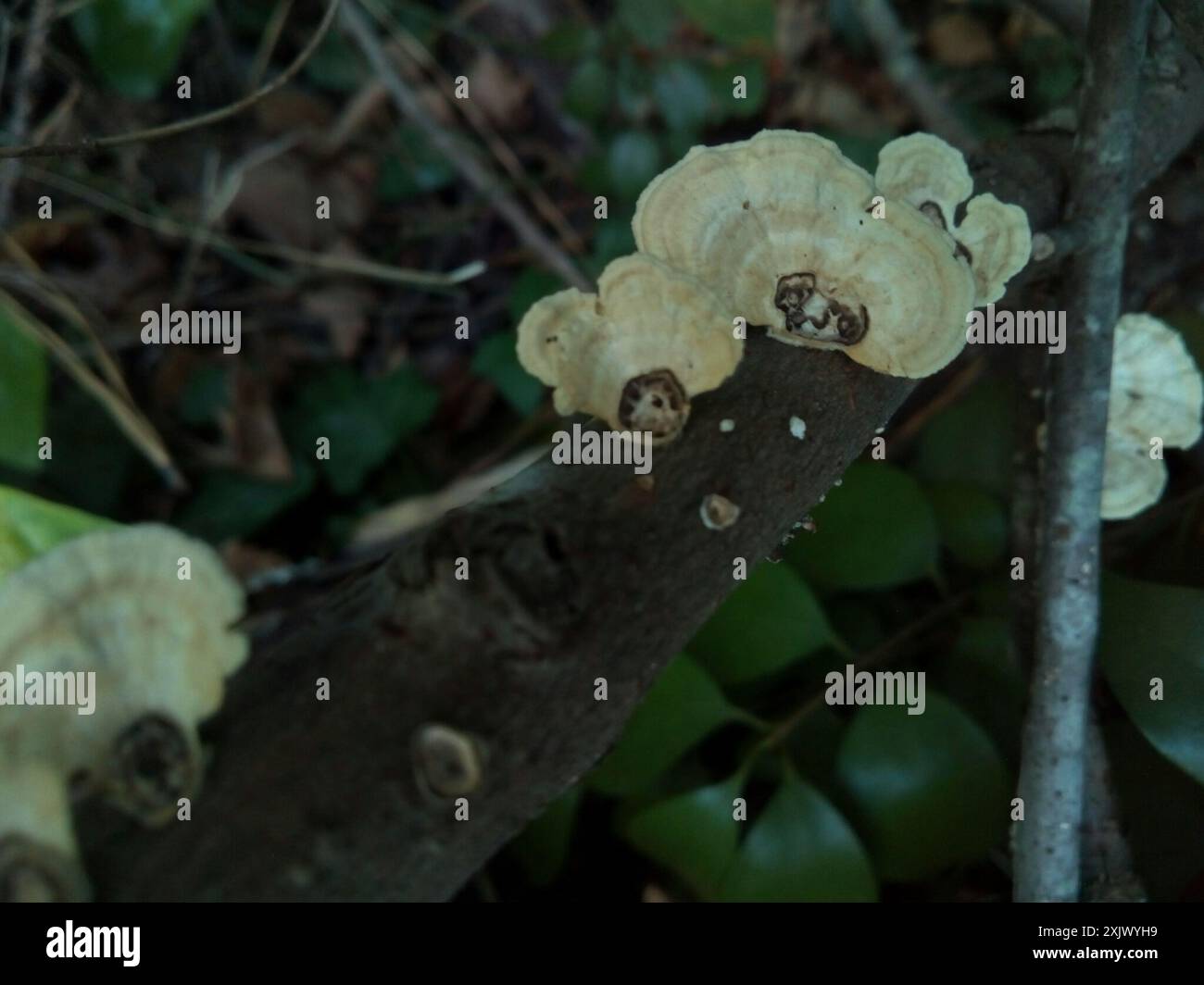 little nest polypore (Trametes conchifer) Fungi Stock Photo - Alamy