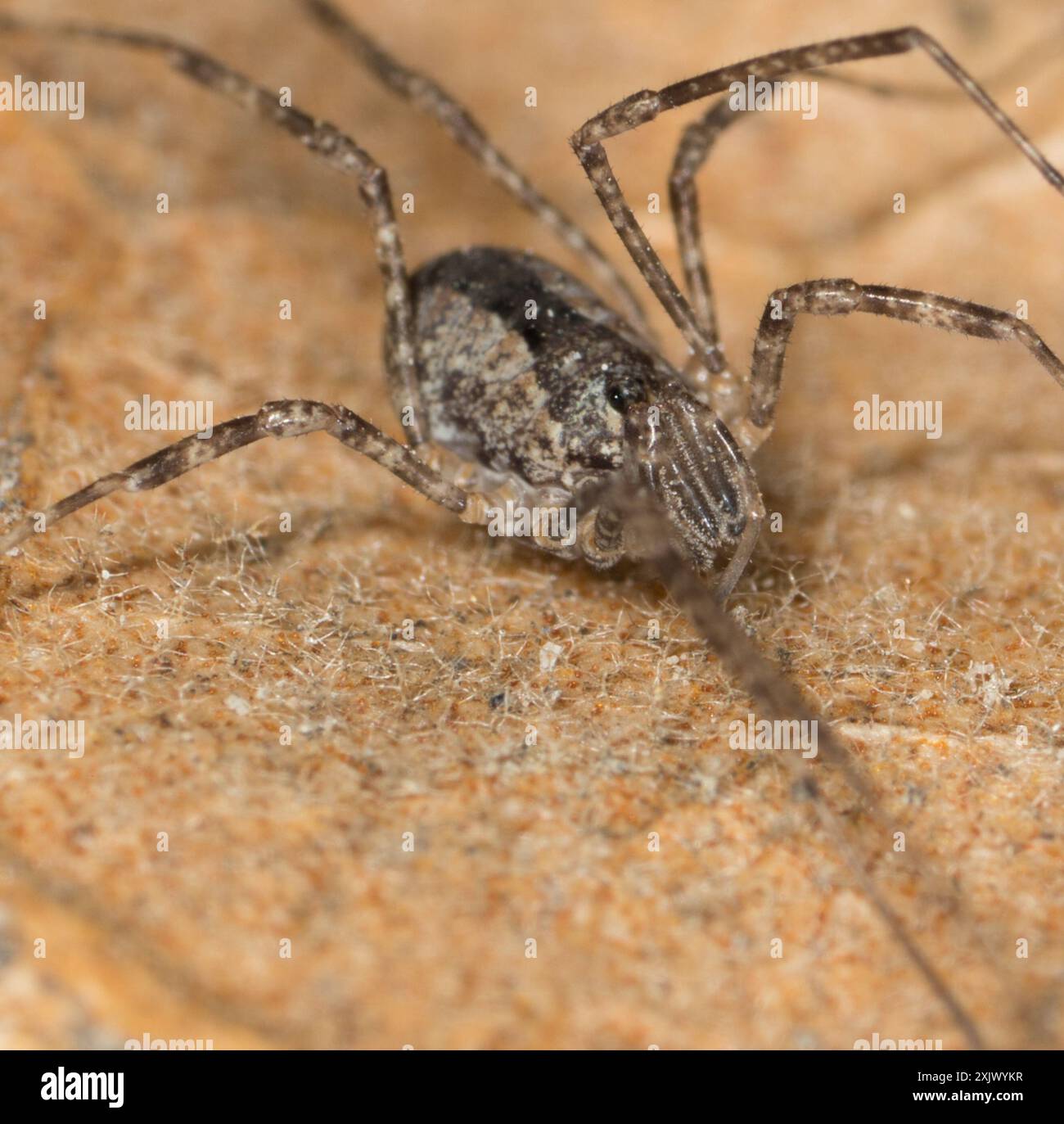 Protolophus hi-res stock photography and images - Alamy