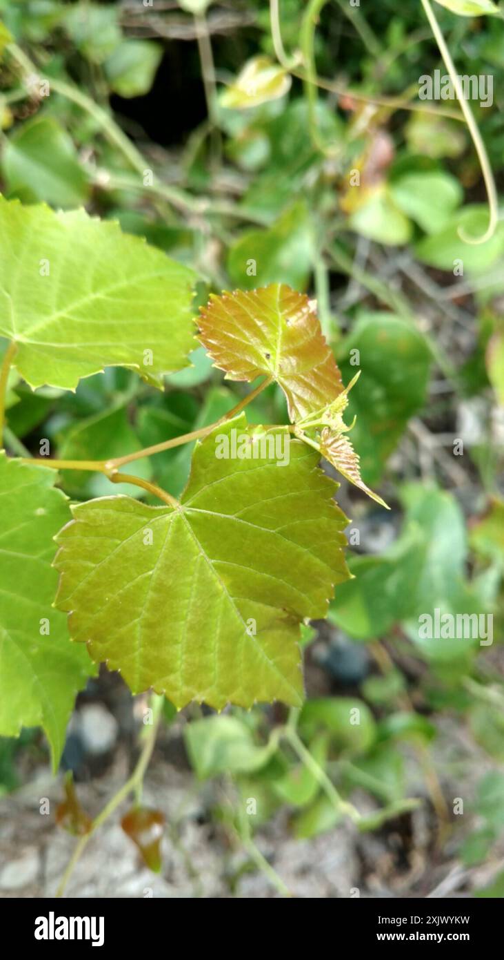 frost grape (Vitis vulpina) Plantae Stock Photo - Alamy