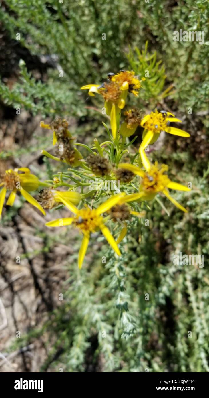 Blochman's ragwort (Senecio blochmaniae) Plantae Stock Photo - Alamy