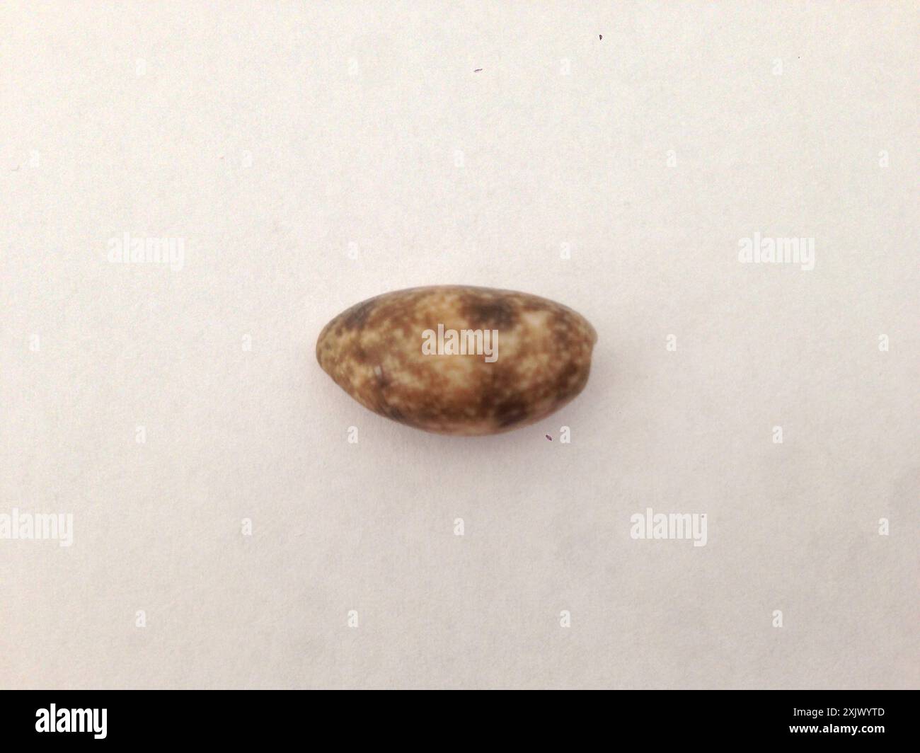 Common Atlantic Bubble (Bulla striata) Mollusca Stock Photo - Alamy