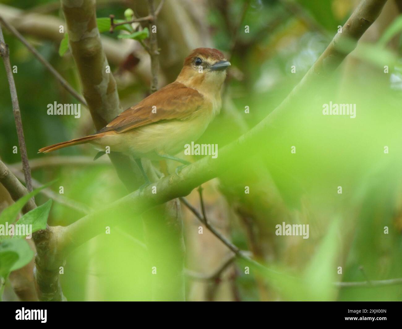 Cinnamon becard hi-res stock photography and images - Alamy
