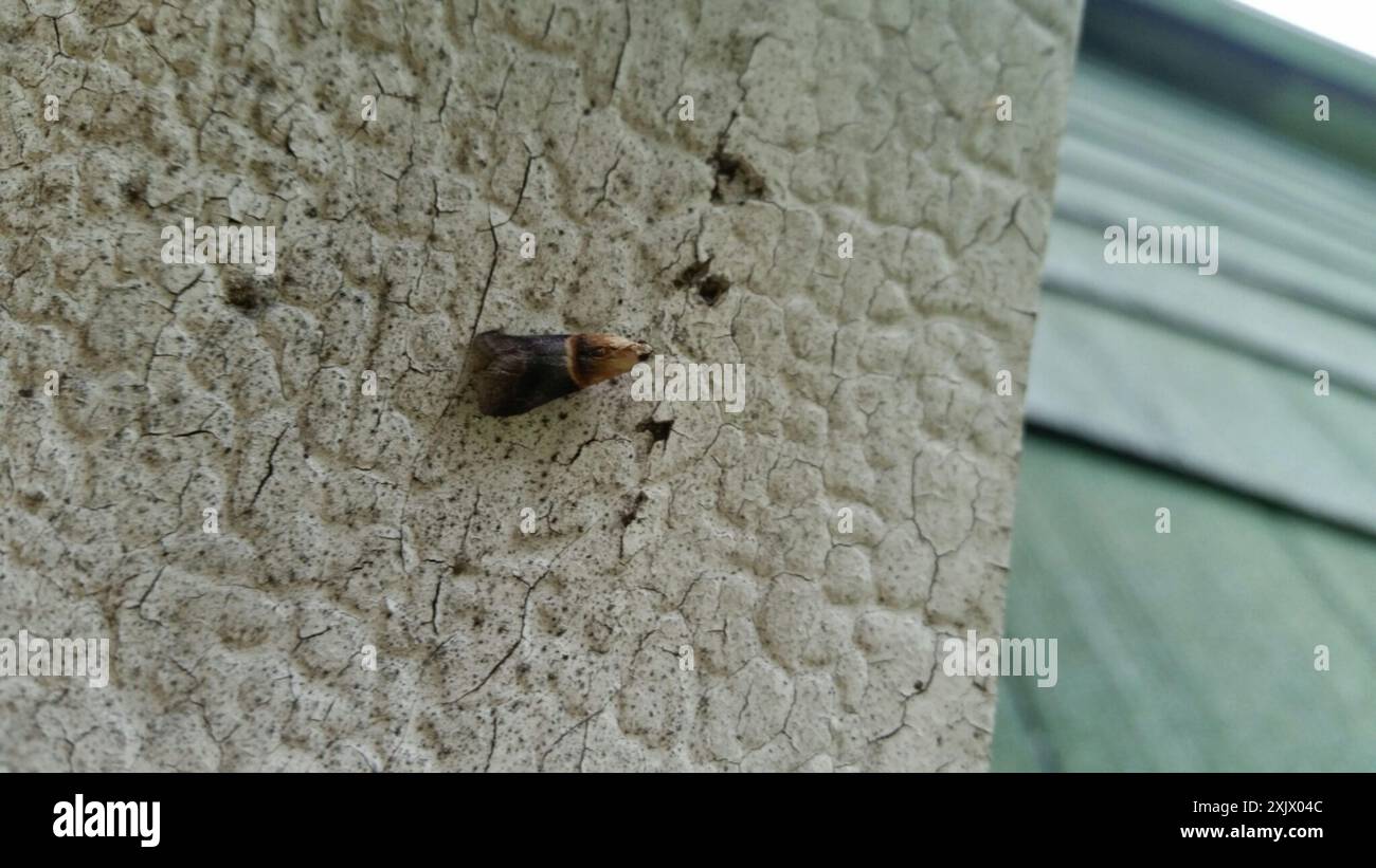 Walnut Shoot Moth (Acrobasis demotella) Insecta Stock Photo - Alamy