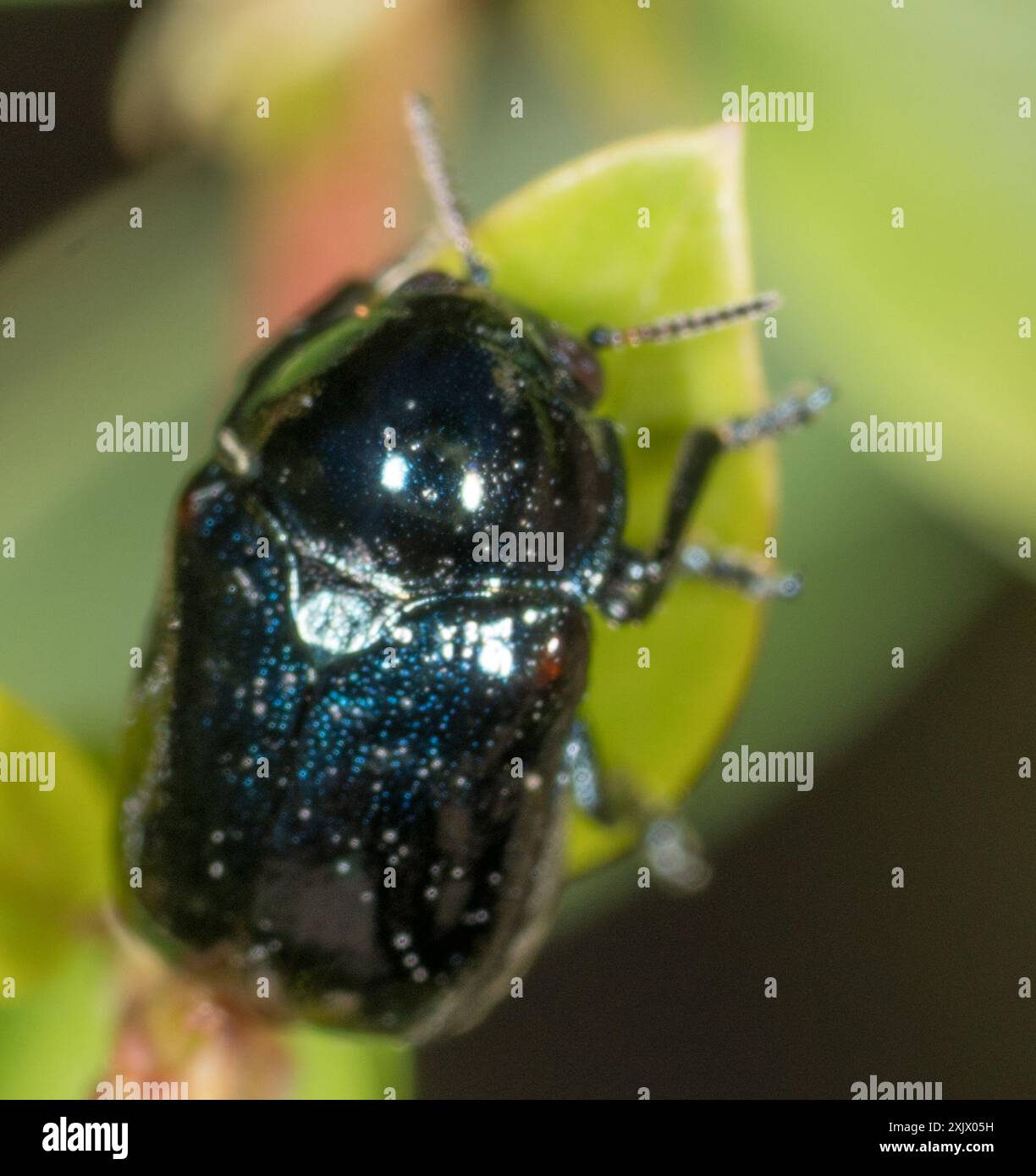 Red-shouldered Leaf Beetle (Saxinis saucia) Insecta Stock Photo - Alamy