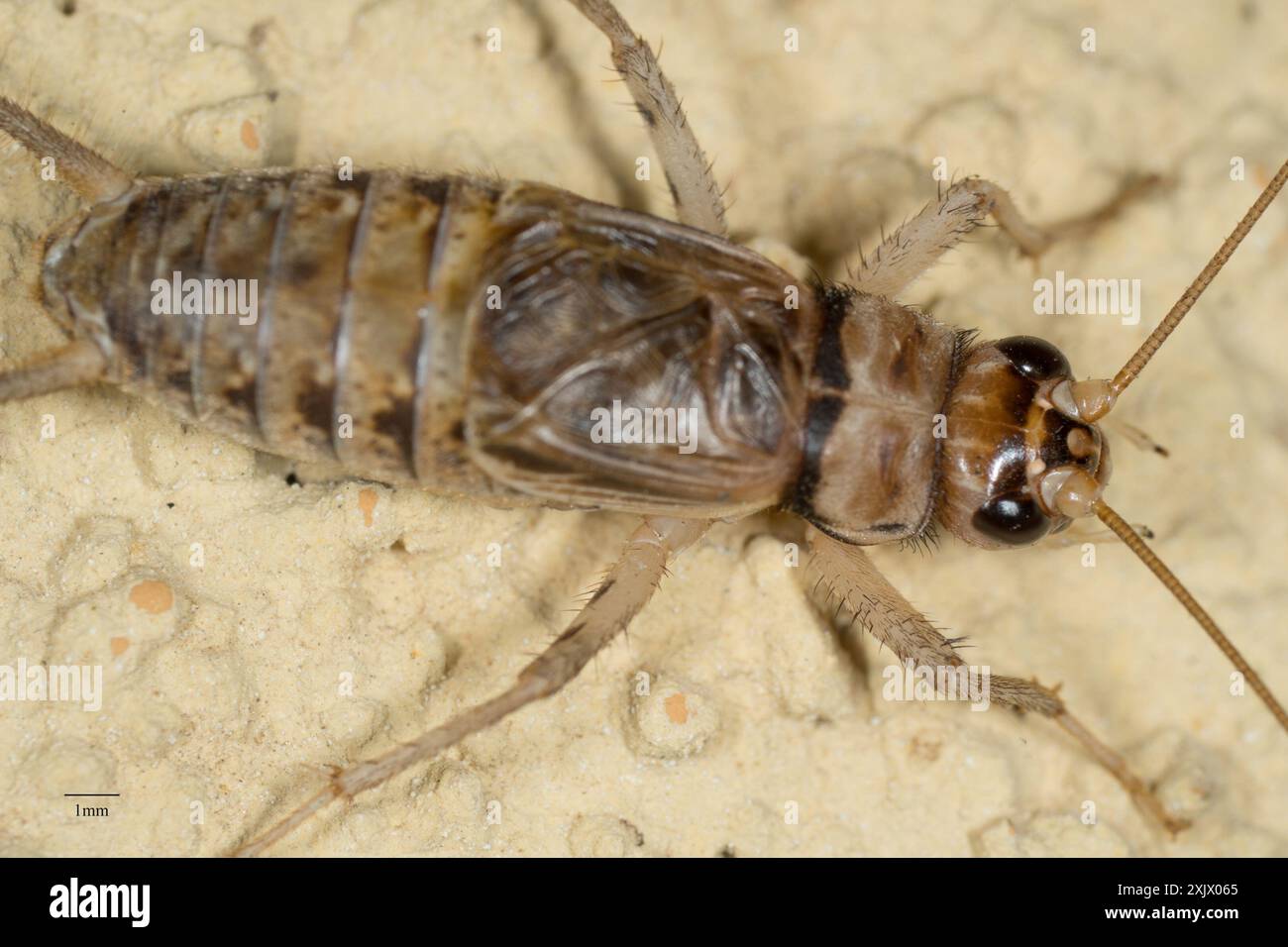 Tropical house cricket hi-res stock photography and images - Alamy