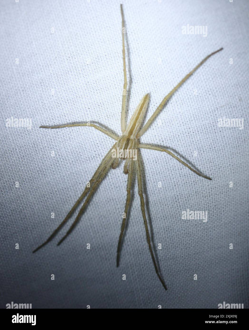 Slender crab spiders hi-res stock photography and images - Alamy