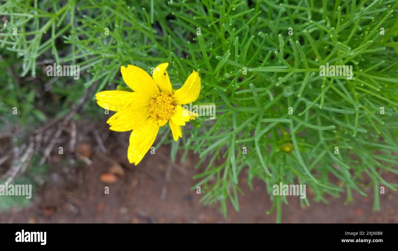 giant coreopsis (Leptosyne gigantea) Plantae Stock Photo - Alamy