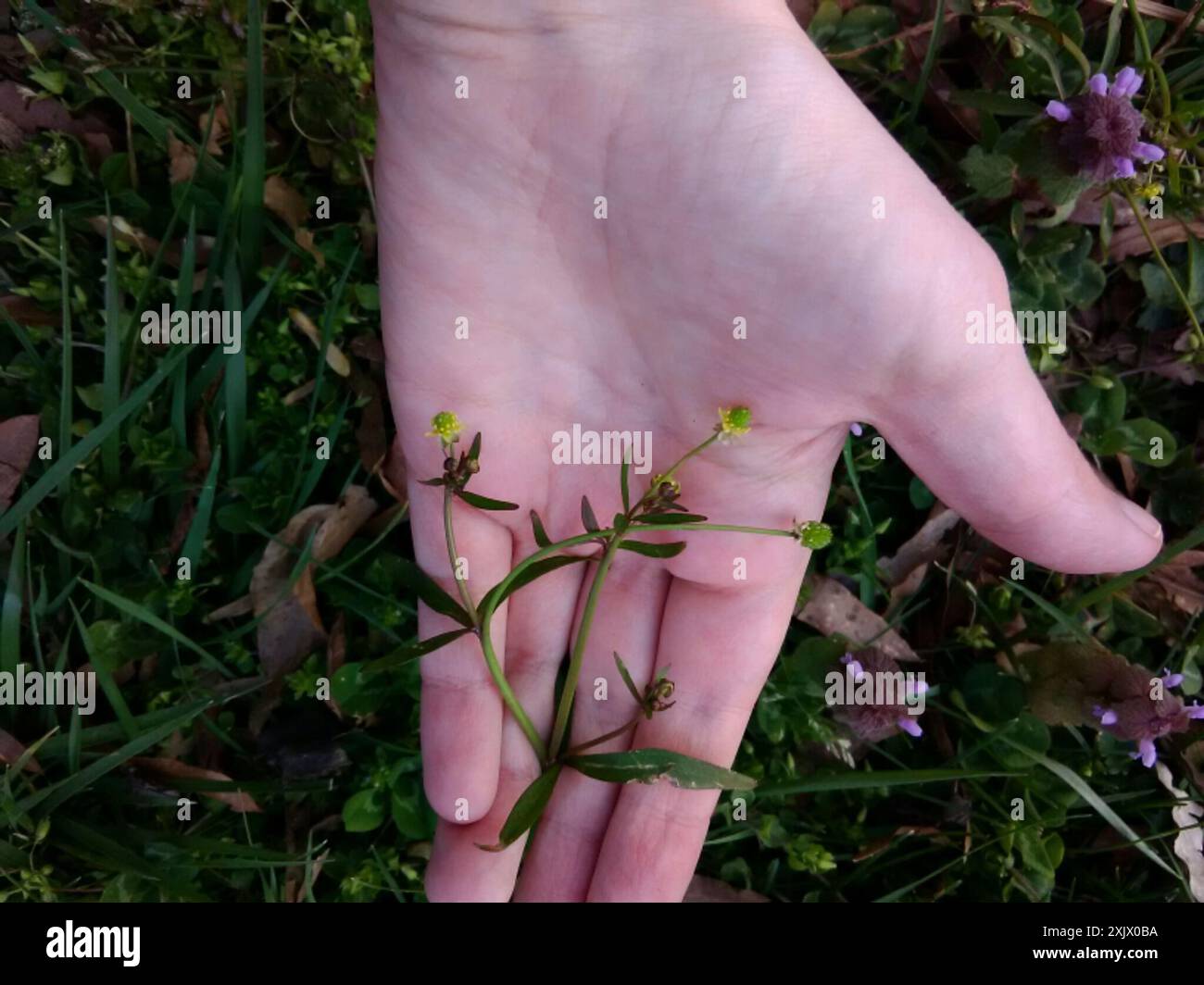 small-flowered buttercup (Ranunculus abortivus) Plantae Stock Photo - Alamy