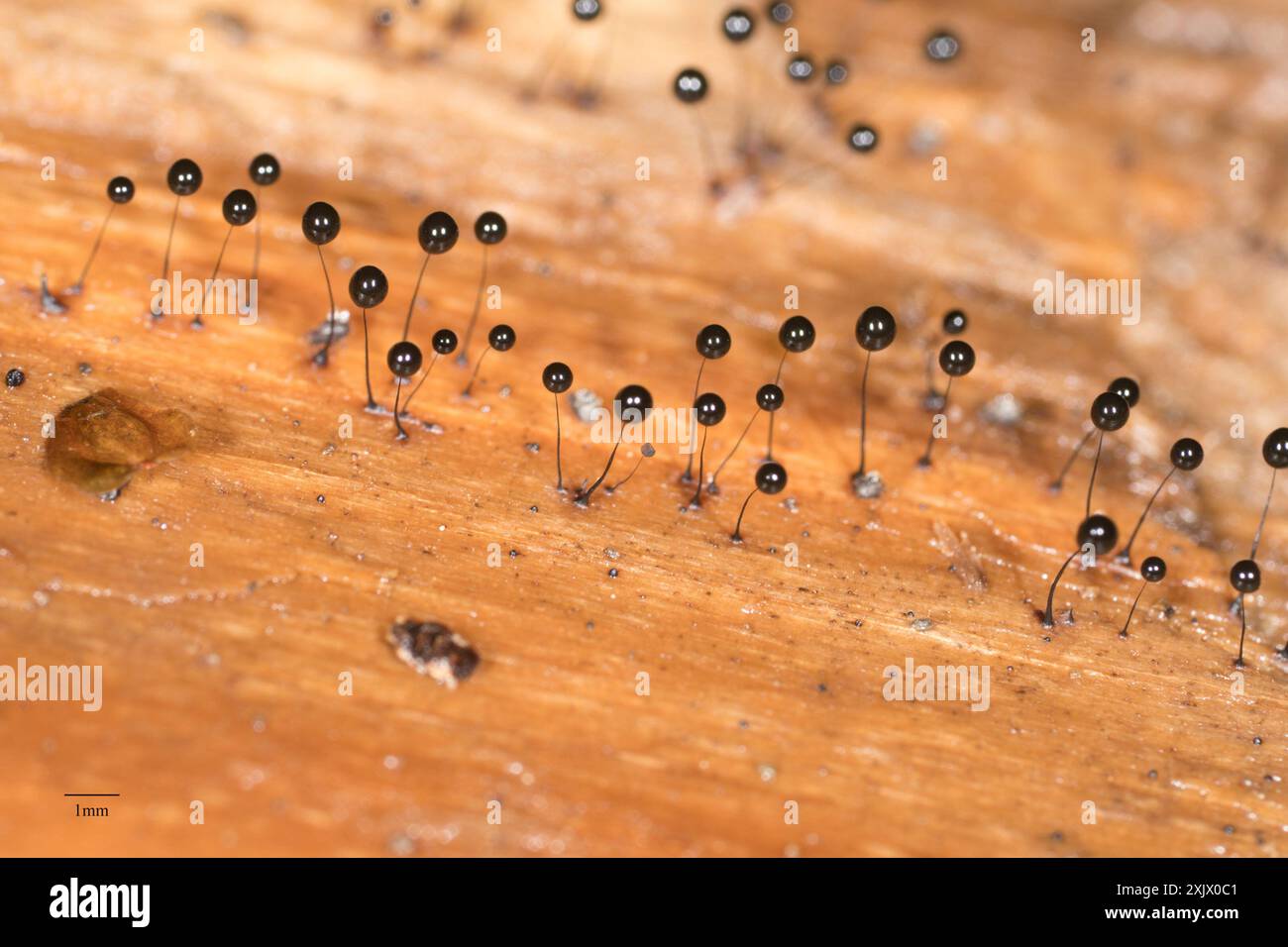 (Comatricha nigra) Protozoa Stock Photo - Alamy