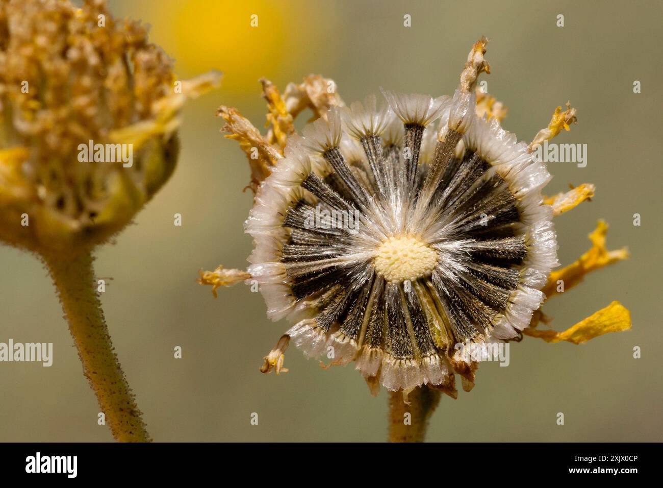 bluntscale bahia (Hymenothrix pedata) Plantae Stock Photo - Alamy