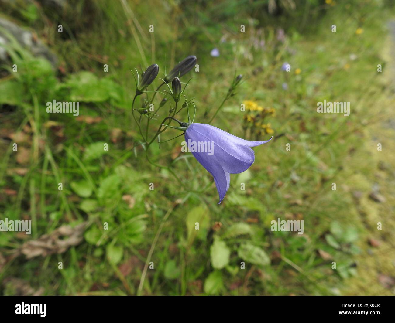 Common Harebell (Campanula rotundifolia) Plantae Stock Photo - Alamy