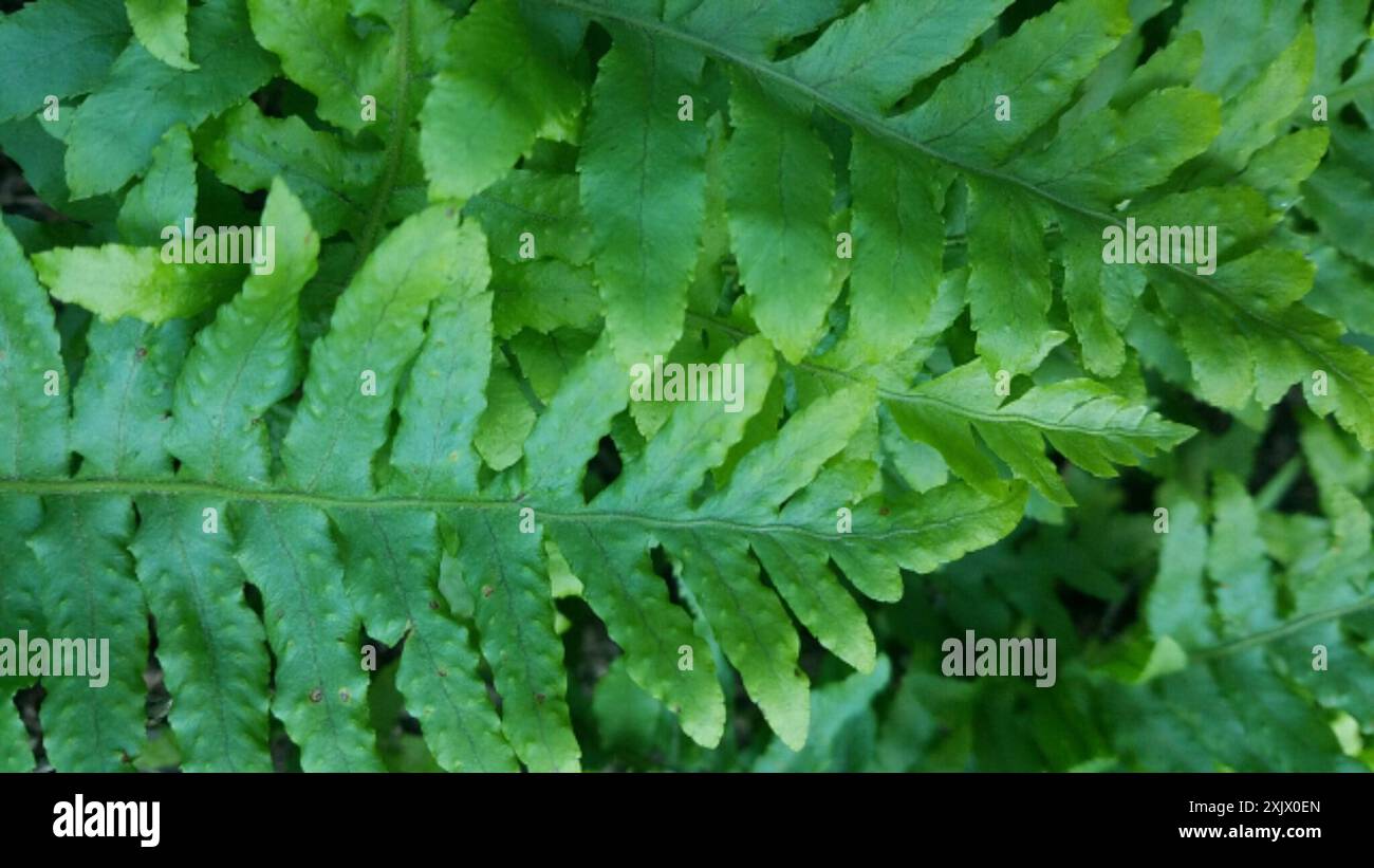 polypody ferns (Polypodium) Plantae Stock Photo - Alamy