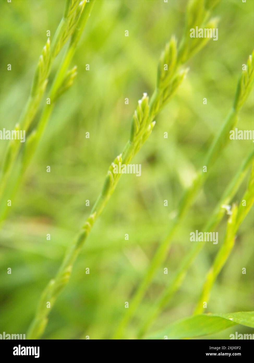 Italian Ryegrass (Lolium multiflorum) Plantae Stock Photo - Alamy