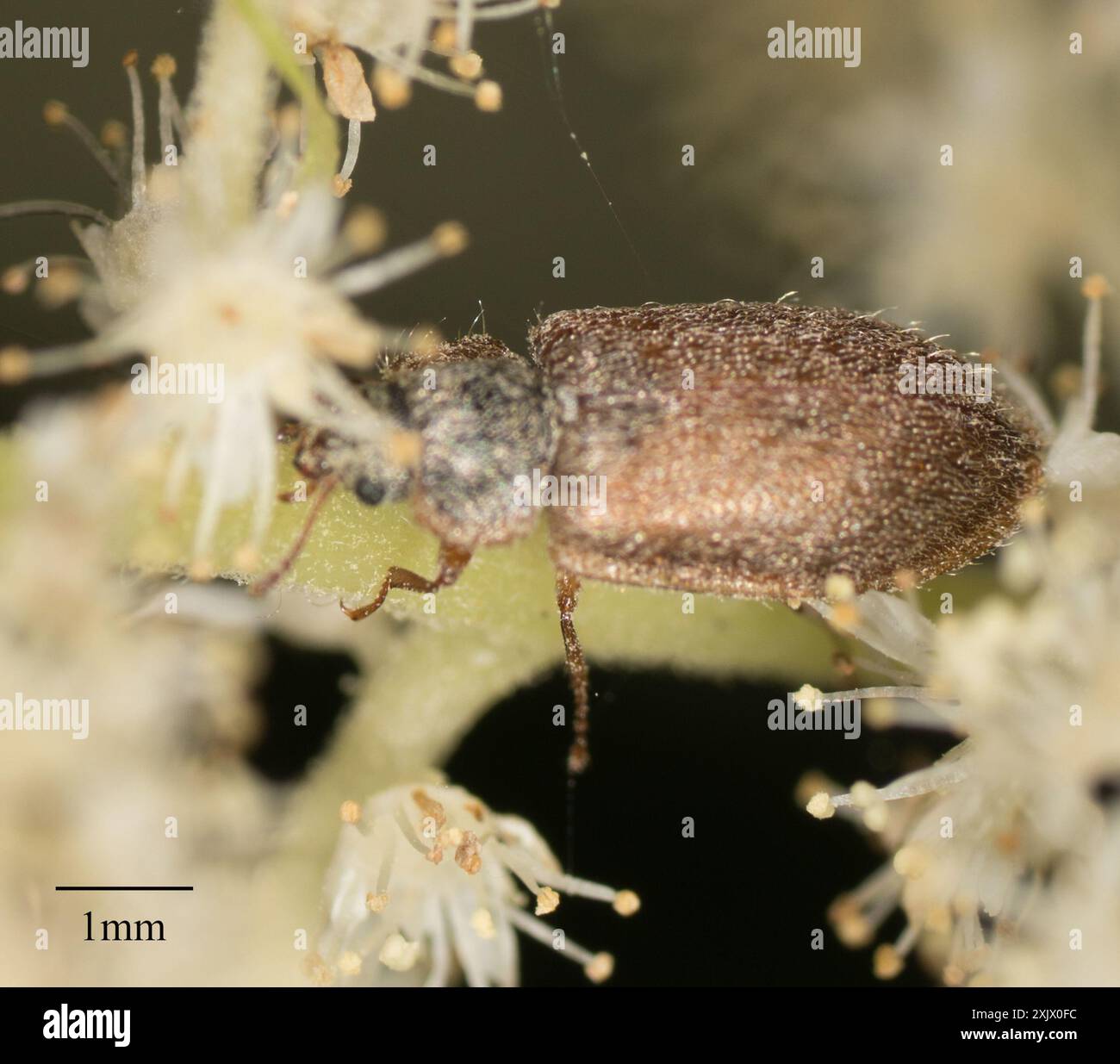 Bark-gnawing Beetles (Trogossitidae) Insecta Stock Photo - Alamy
