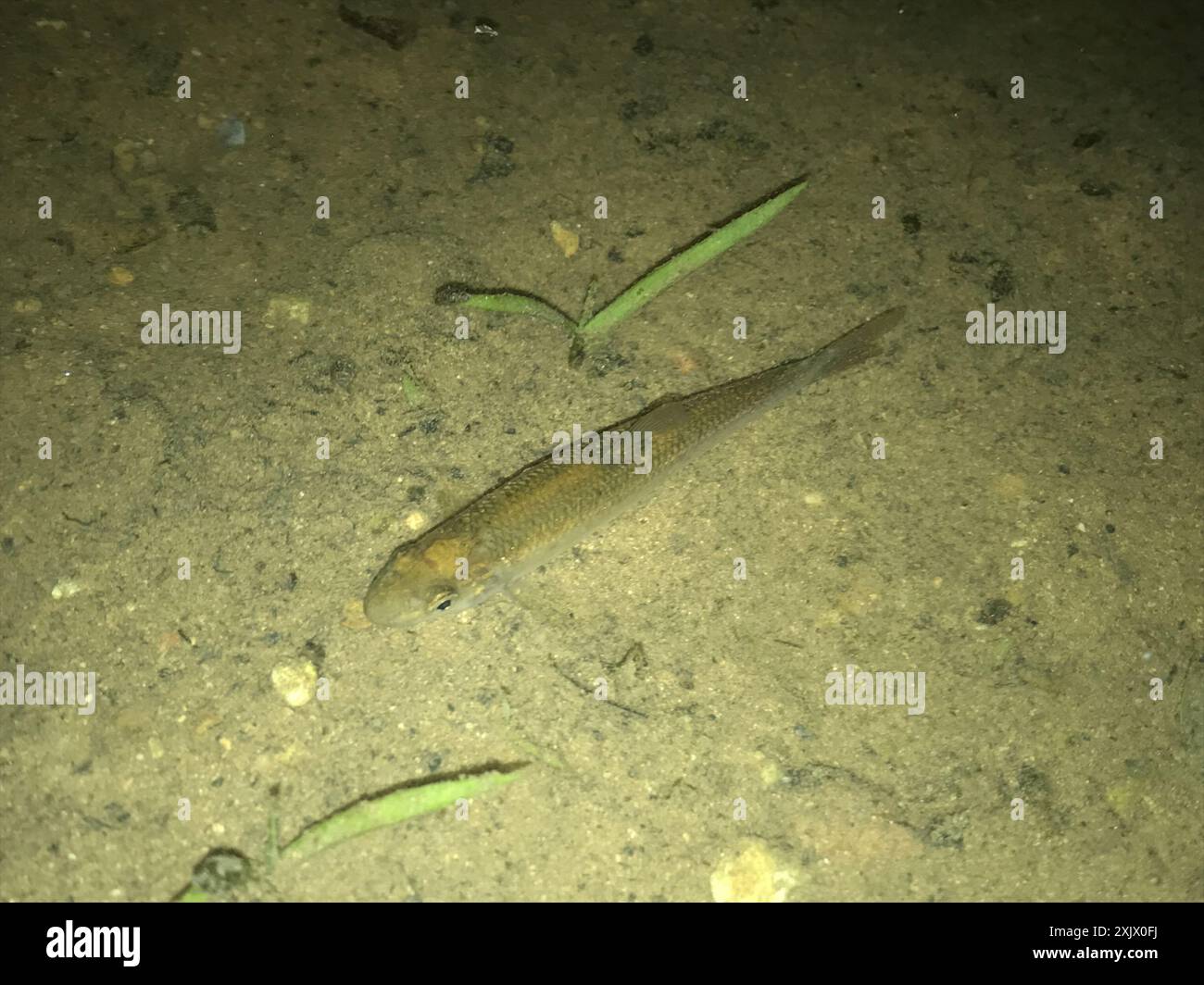 Ray-finned Fishes (Actinopterygii) Actinopterygii Stock Photo - Alamy