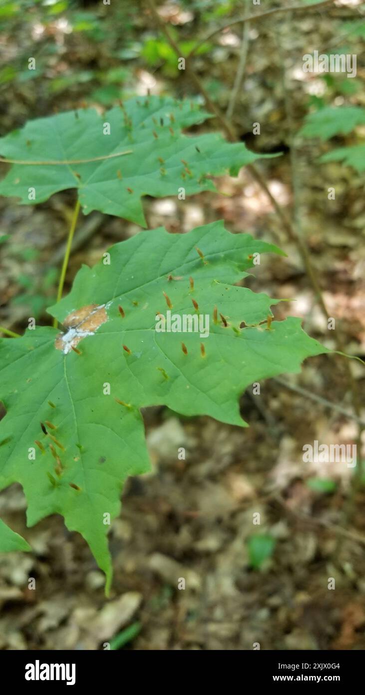 Spindle gall hi-res stock photography and images - Alamy