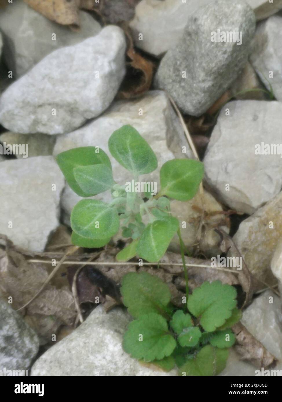 Stinking Goosefoot (Chenopodium vulvaria) Plantae Stock Photo - Alamy