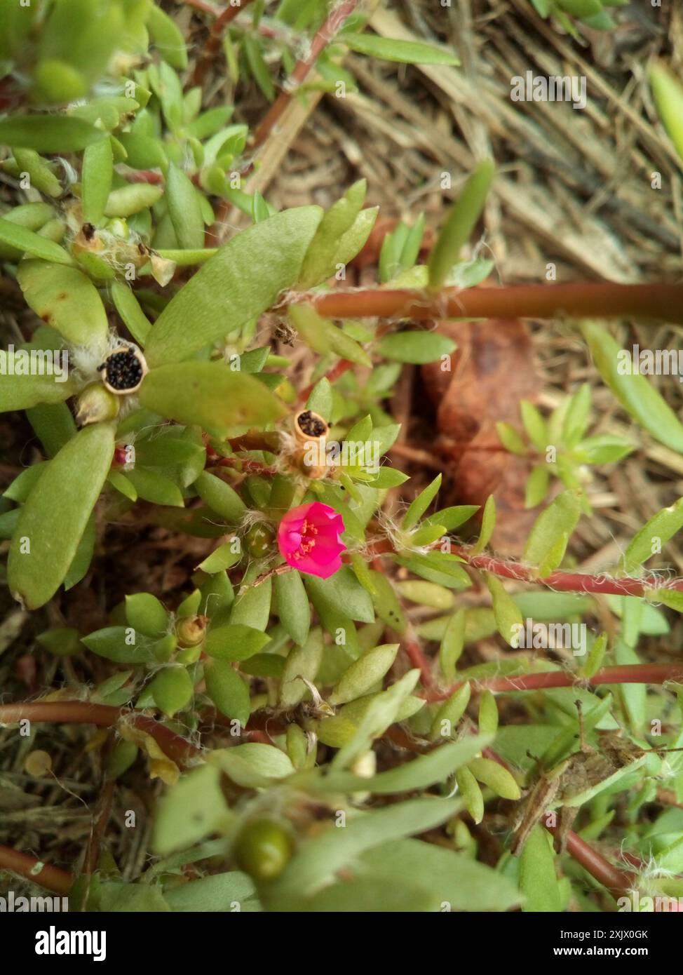 Paraguayan Purslane (Portulaca amilis) Plantae Stock Photo - Alamy