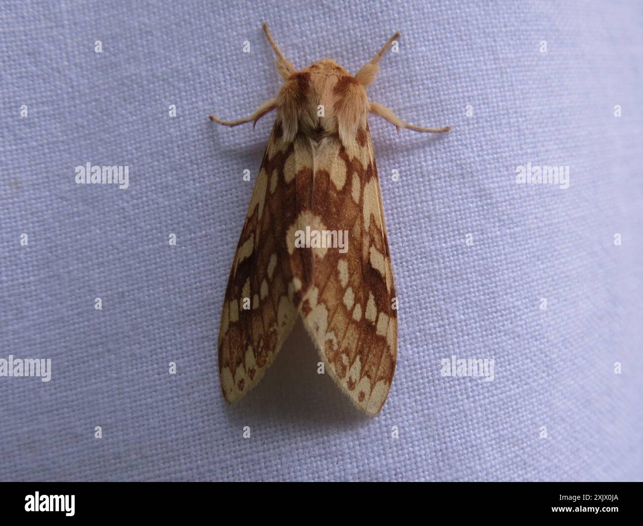 Spotted Tussock Moth (Lophocampa maculata) Insecta Stock Photo - Alamy