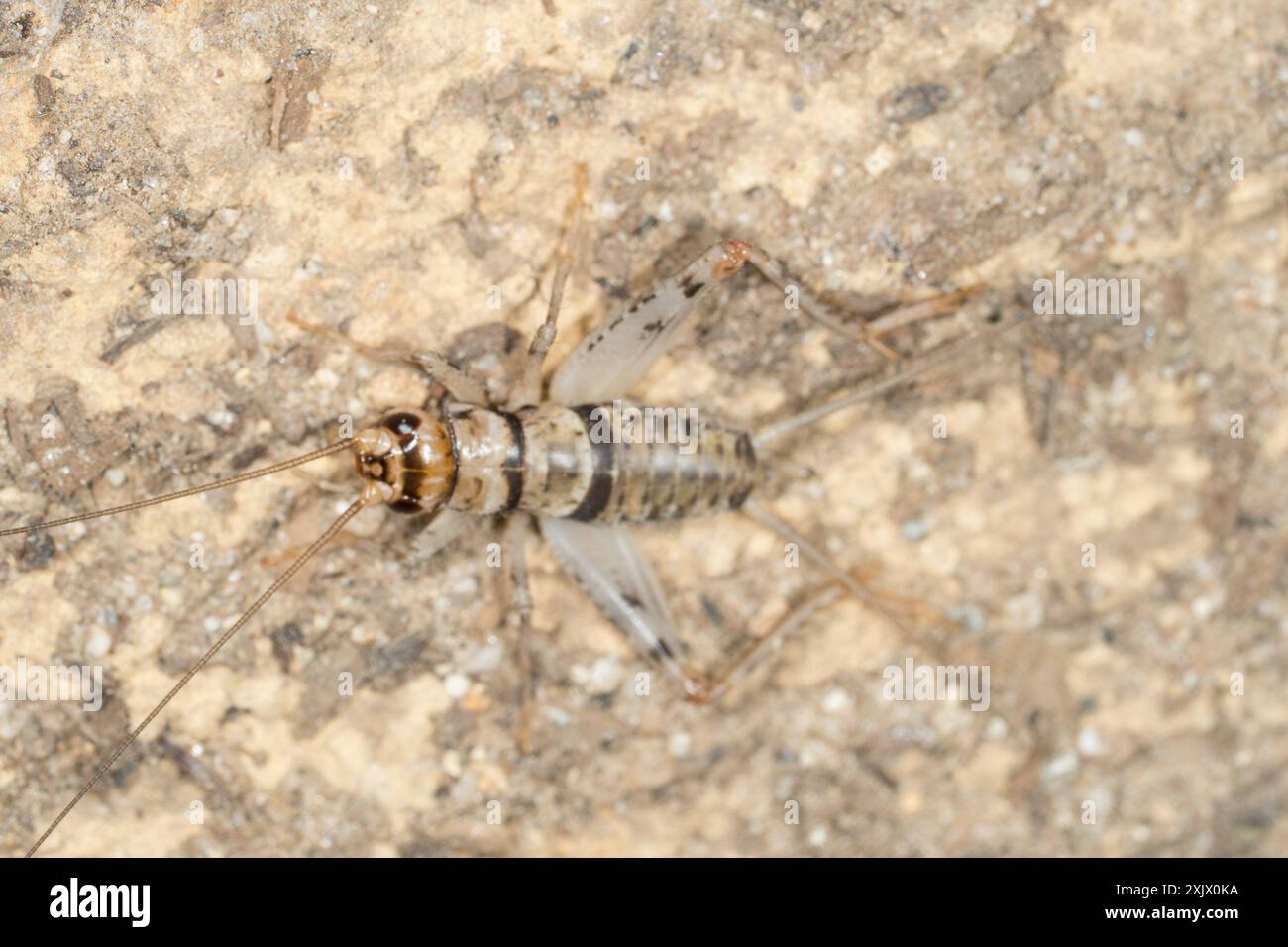 Tropical house cricket hi-res stock photography and images - Alamy
