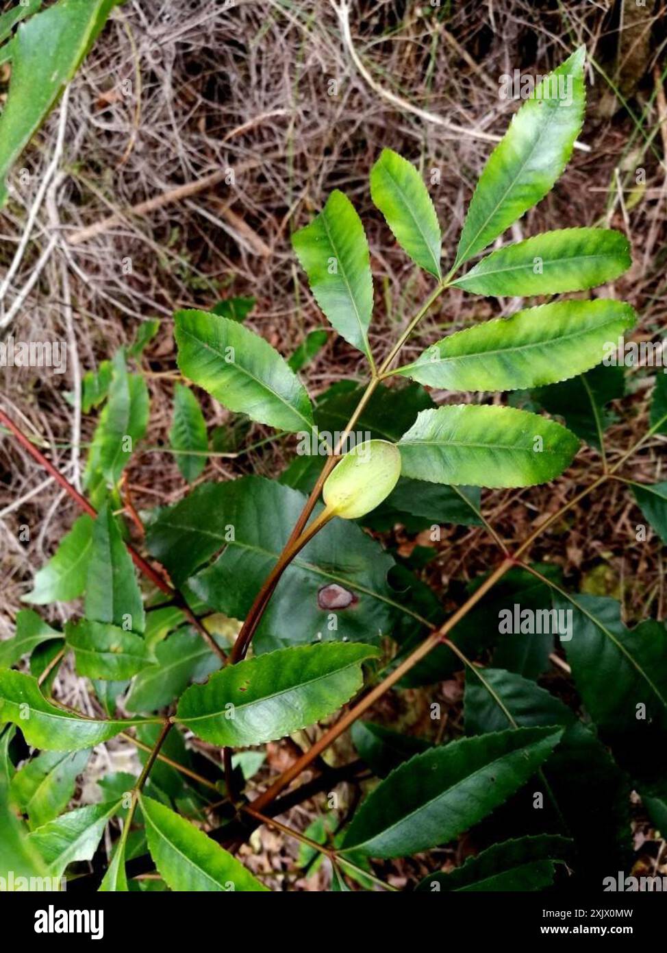 butterspoon tree (Cunonia capensis) Plantae Stock Photo - Alamy