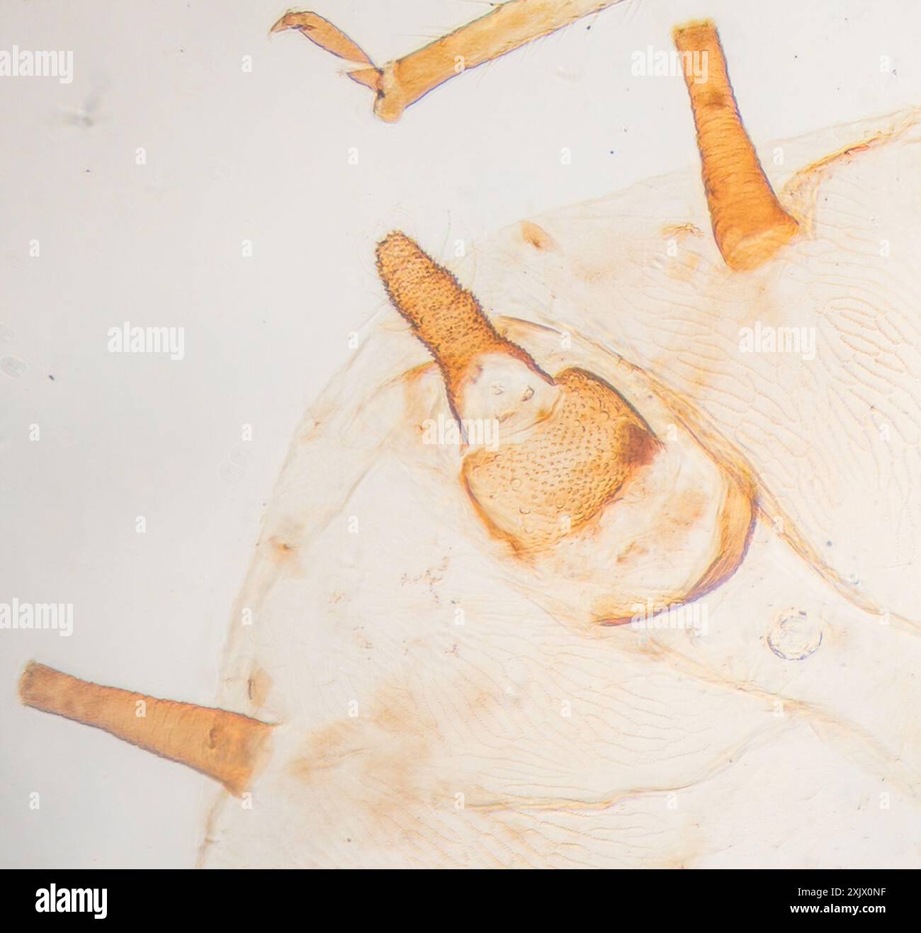 Black citrus aphid hi-res stock photography and images - Alamy